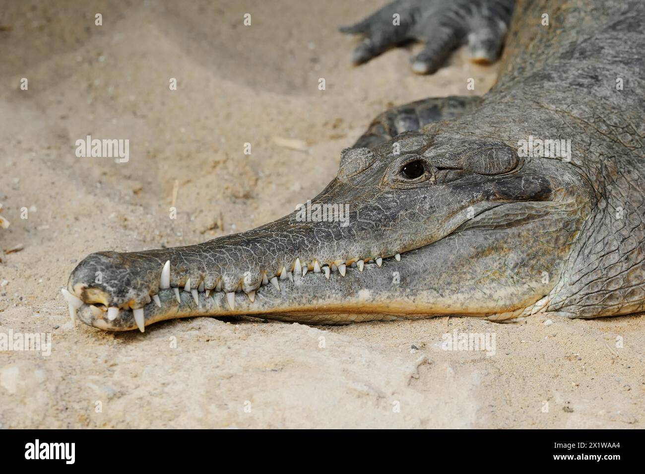 West African armoured crocodile (Mecistops cataphractus, Crocodylus ...