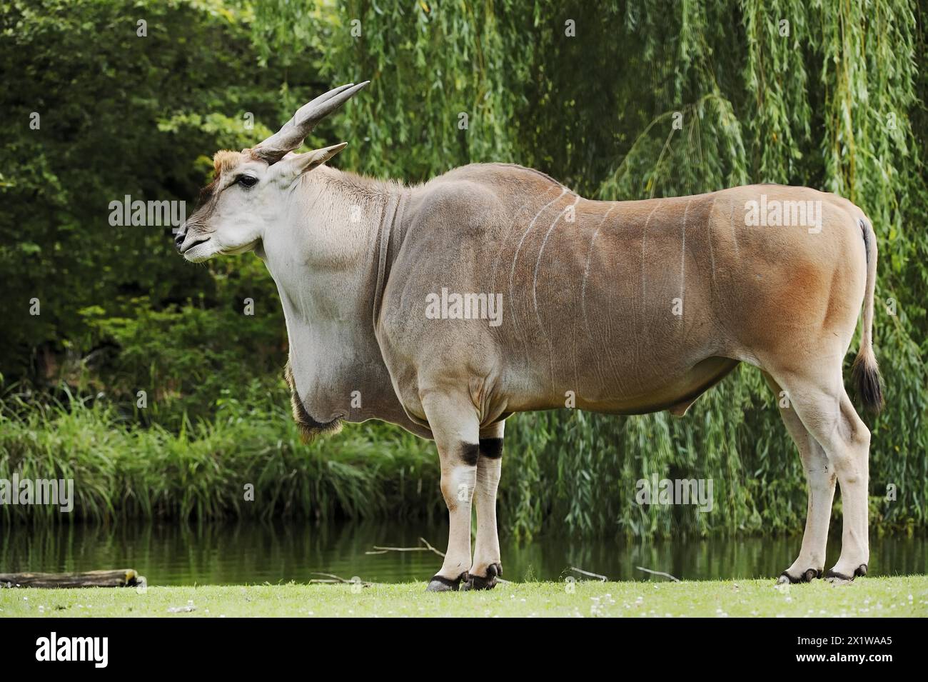 Common eland (Taurotragus oryx), male, captive, occurring in Africa ...