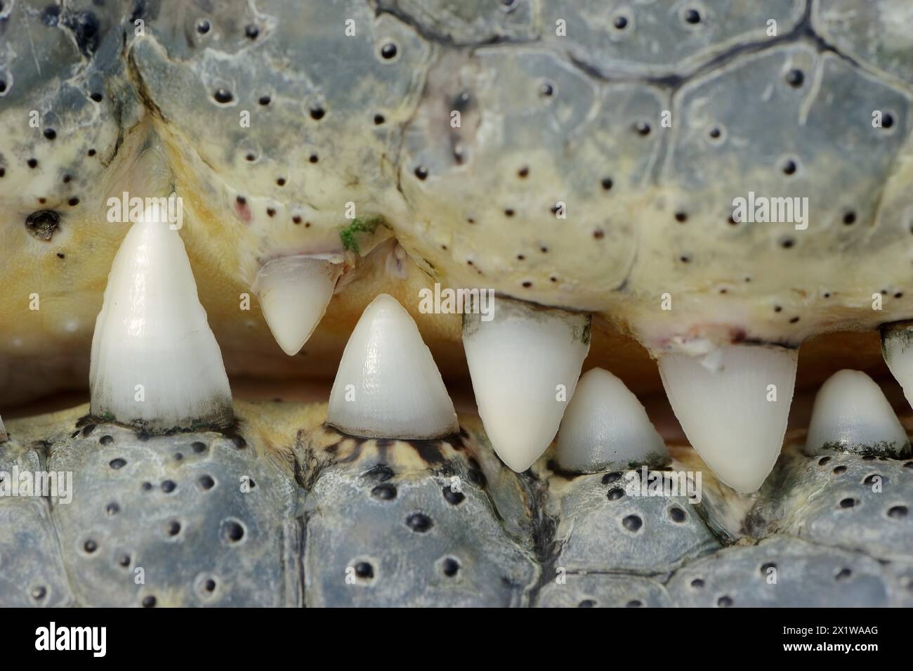 Nile crocodile (Crocodylus niloticus), teeth, captive, occurring in ...