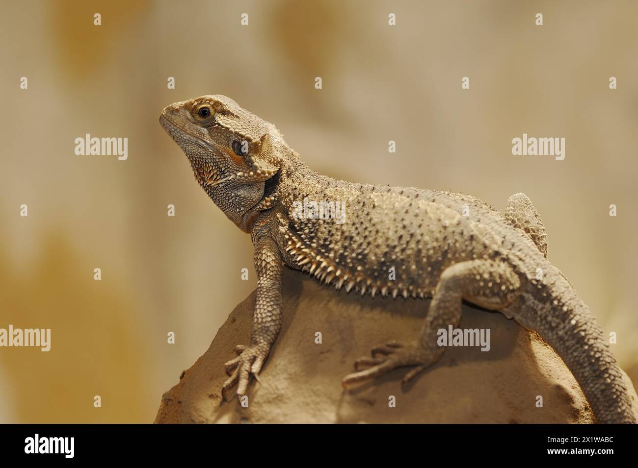 Bearded dragon or striped-headed bearded dragon (Pogona vitticeps ...