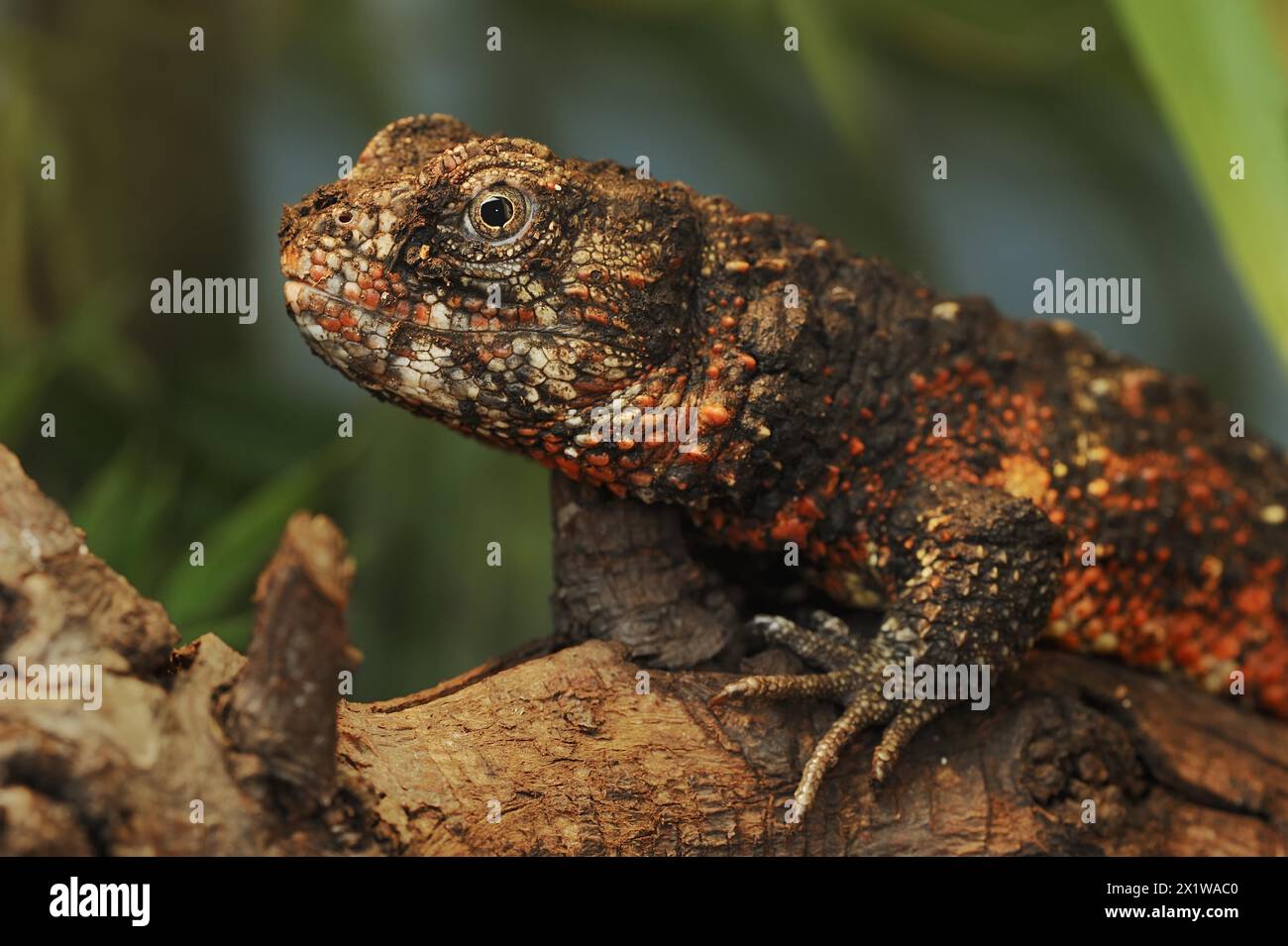Chinese crocodile lizard (Shinisaurus crocodilurus), captive ...