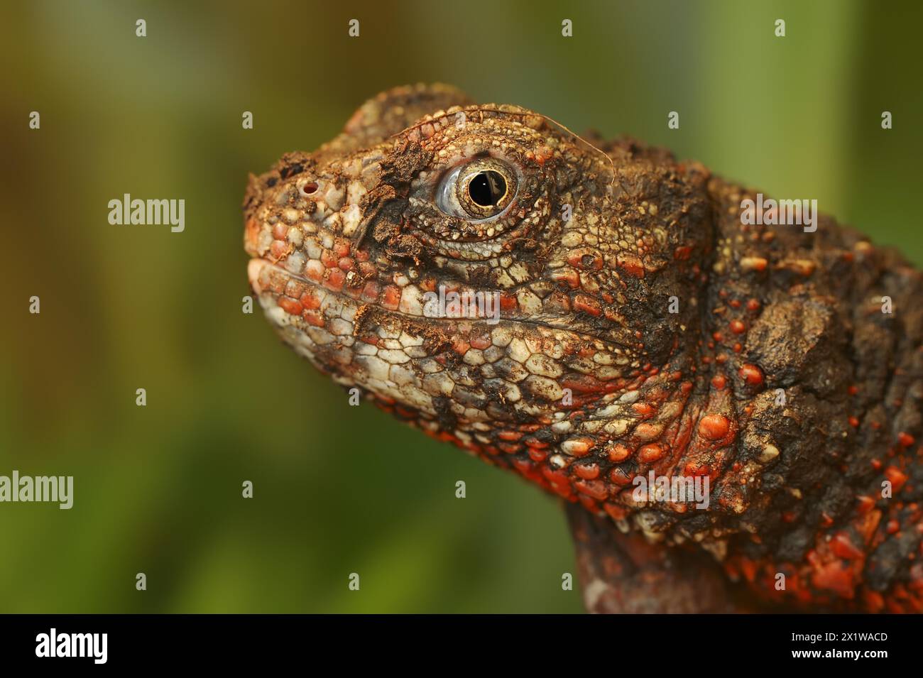 Chinese crocodile lizard (Shinisaurus crocodilurus), portrait, captive ...