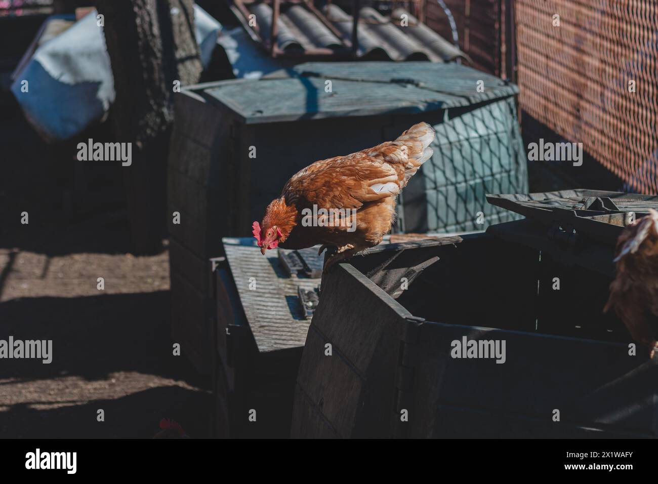 Domestic chicken with brown and white feathers running around the yard ...