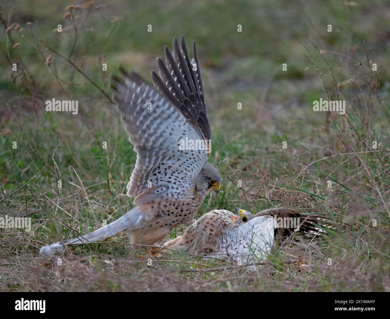 Falcons fighting hi-res stock photography and images - Alamy