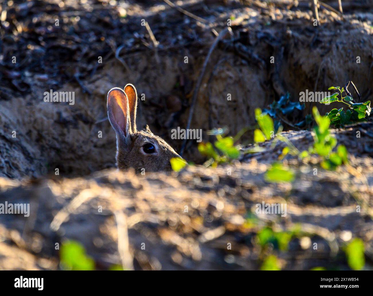 Oreja larga hi-res stock photography and images - Alamy