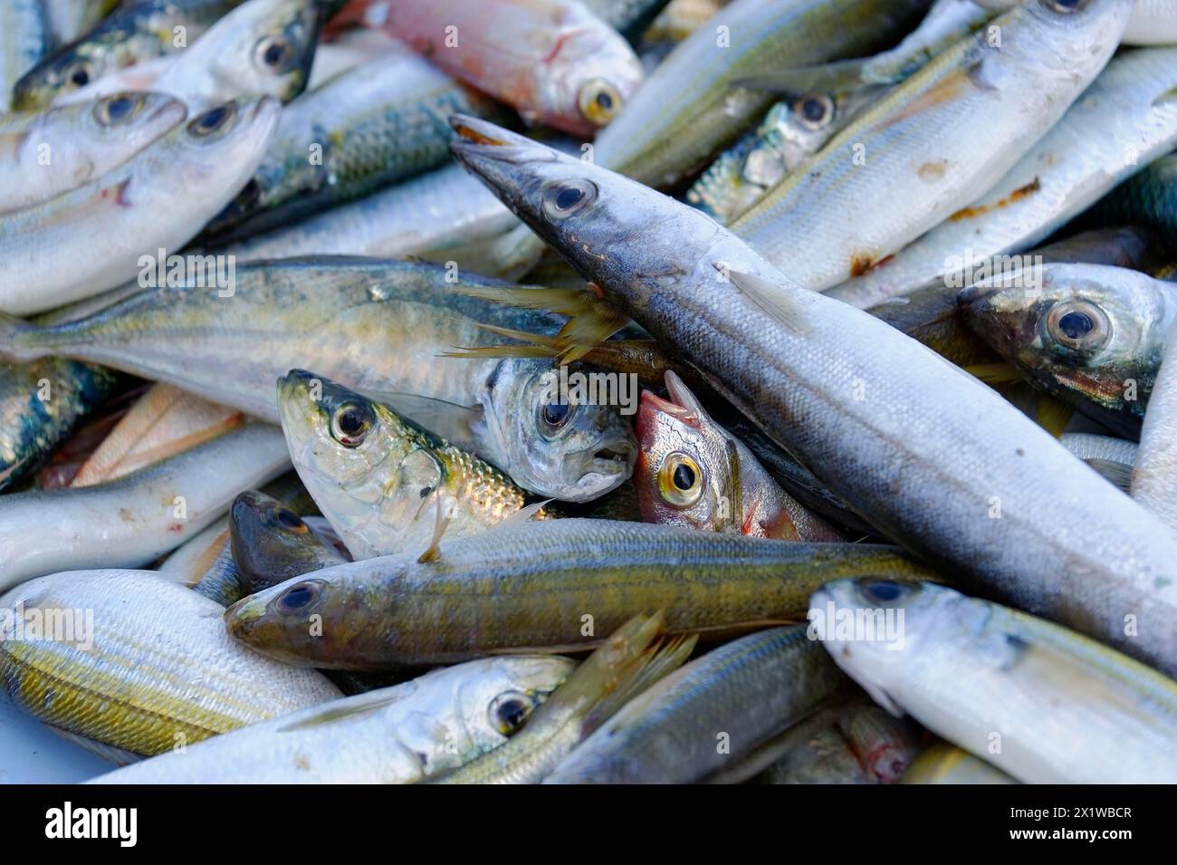 Fresh fish lying in a pile, shiny scales in a blurred blue-grey ...