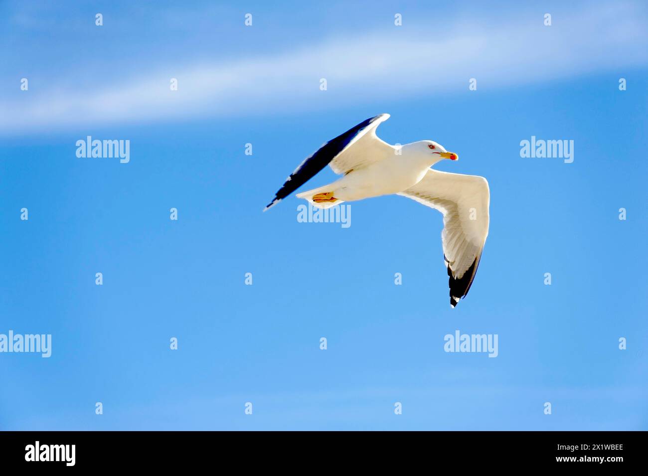 Yellow-legged gull (Larus michahellis), Marseille, A gull in flight ...