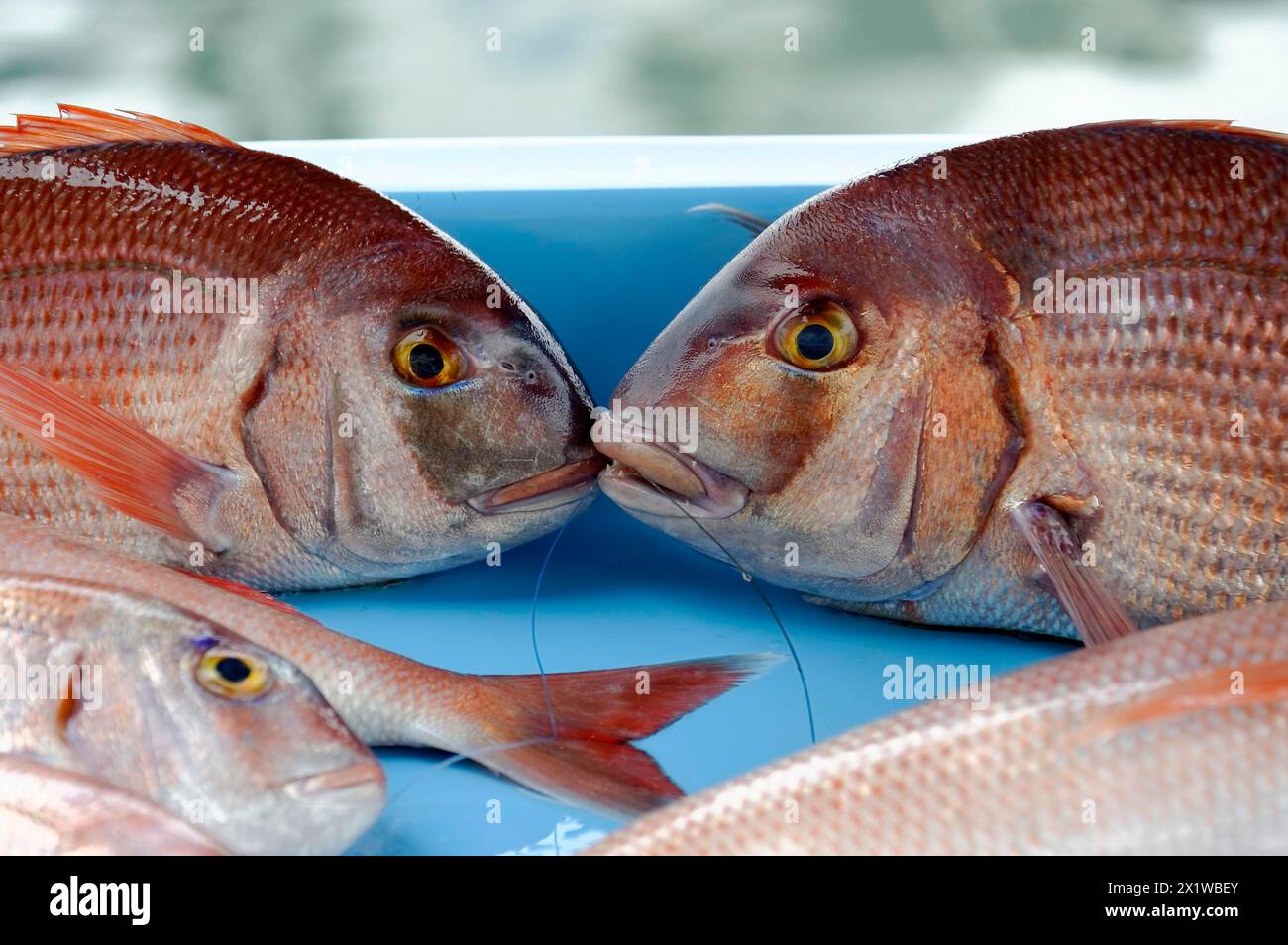 Various Mediterranean fish, Fish market at the old harbour, Vieux Port ...