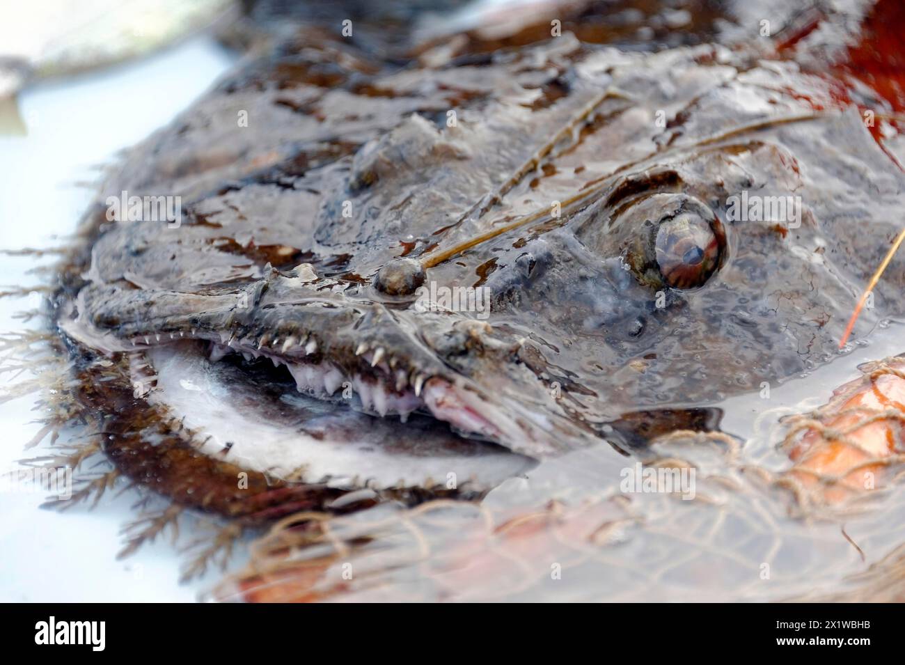 Spiny sea creature hi-res stock photography and images - Alamy