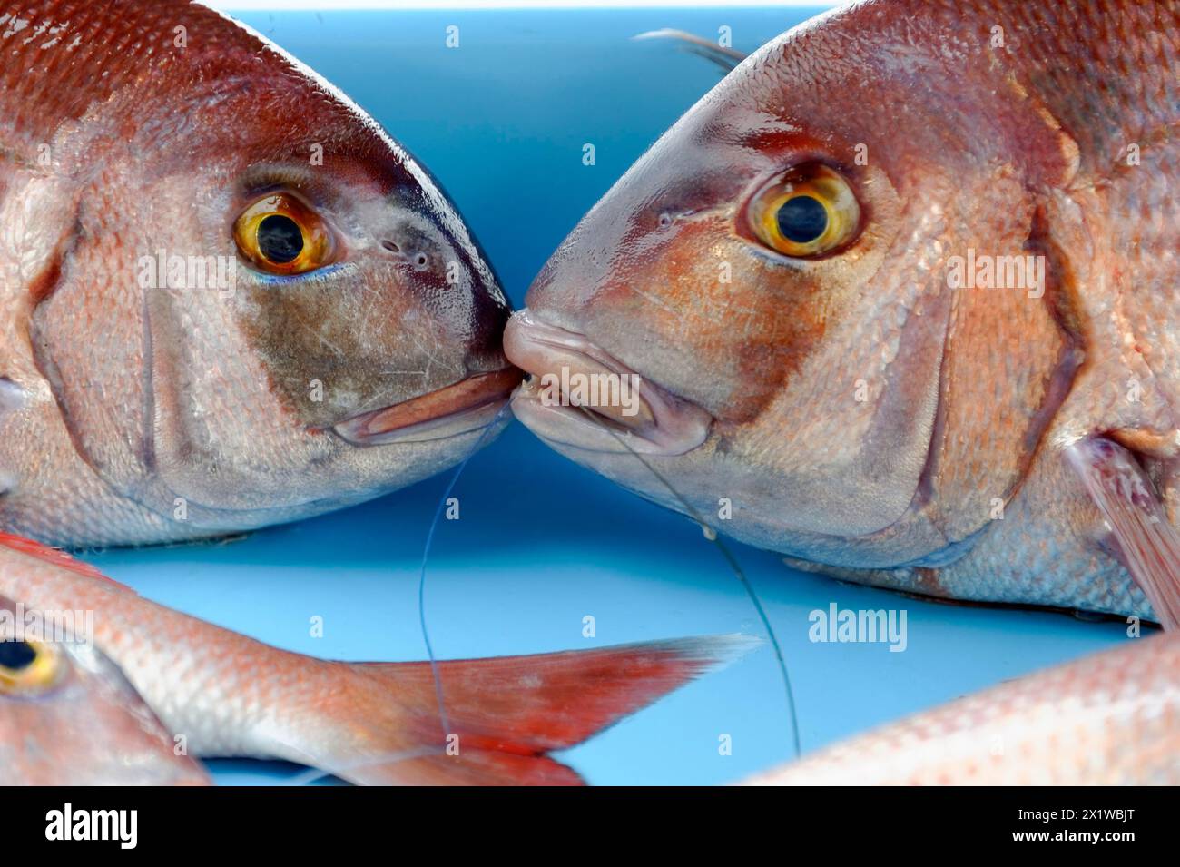 Various Mediterranean fish, fish market at the old harbour, Vieux Port ...