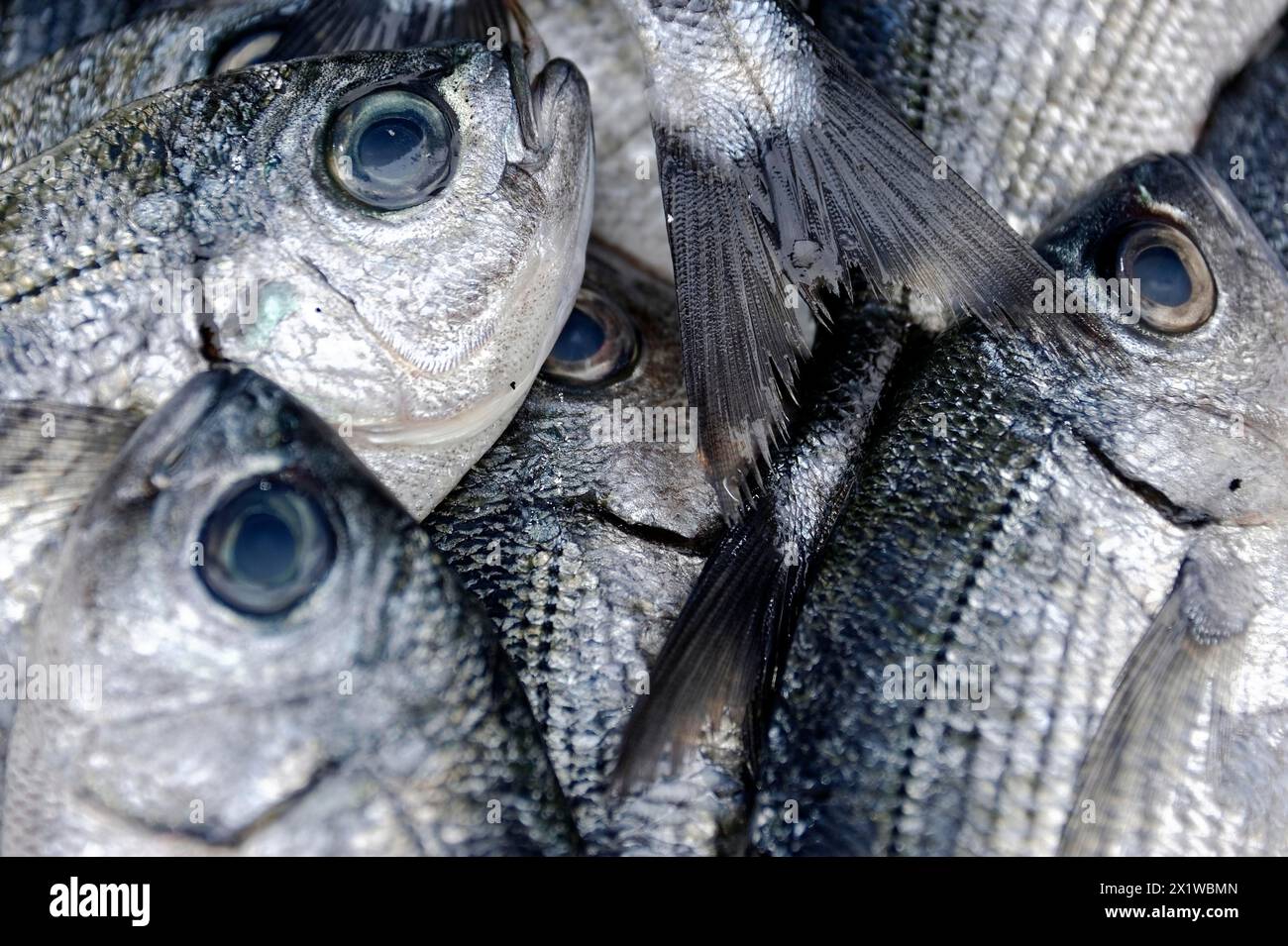 Marseille, Fresh fish on ice with focussed eyes and visible scales ...