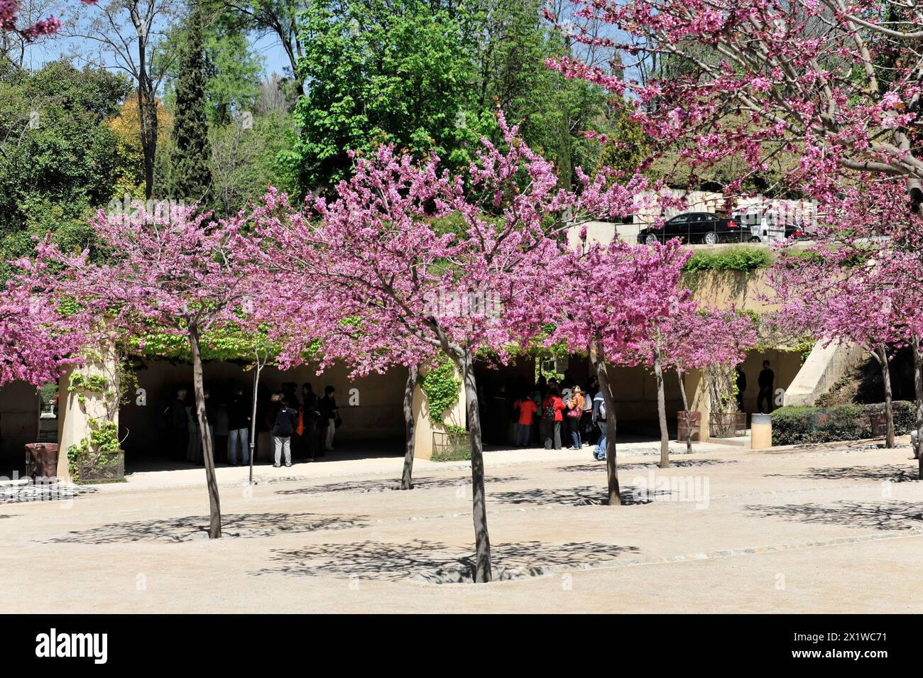 Alhambra, Granada, Andalusia, Blossoming pink trees in a park with ...