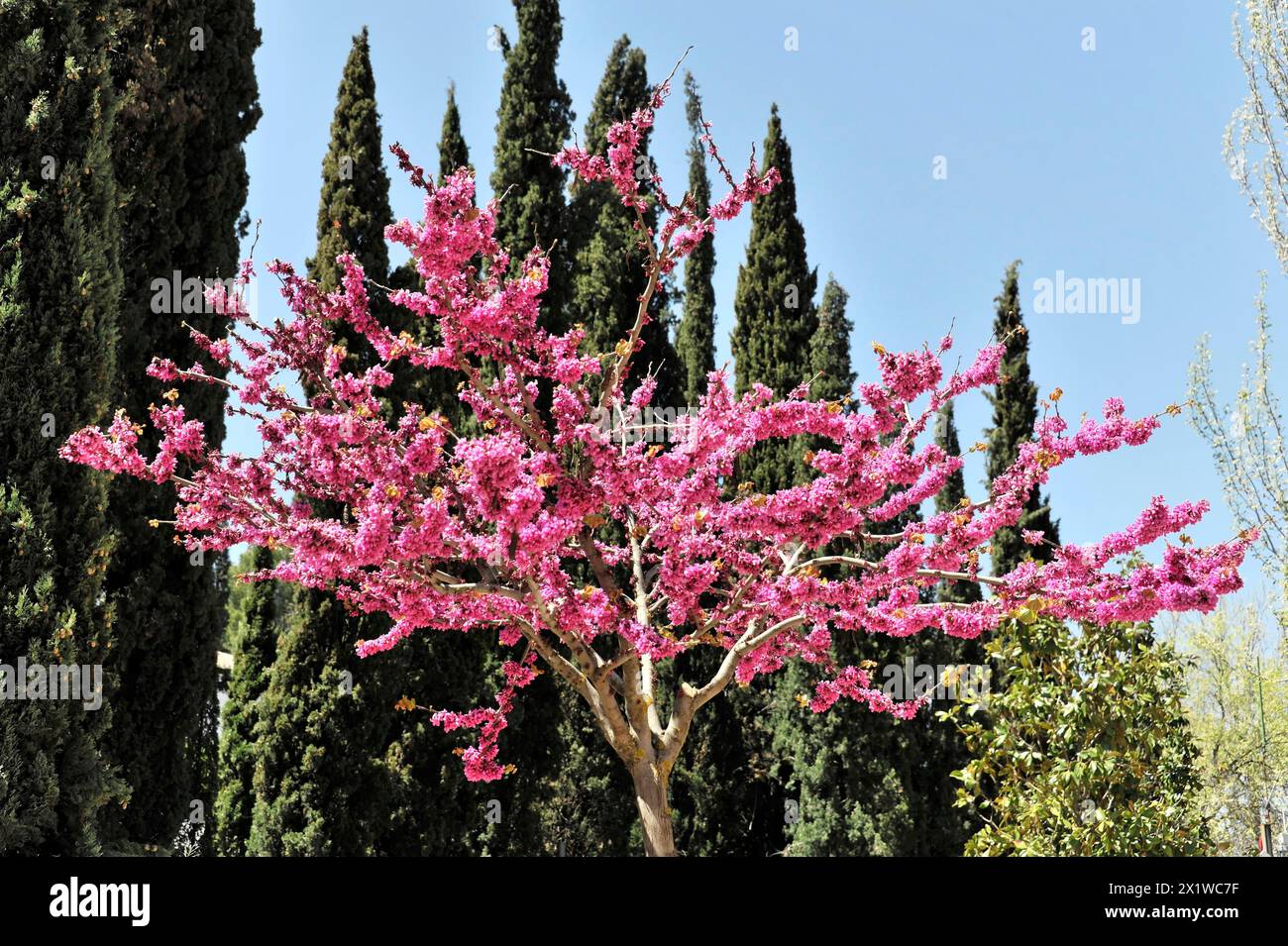 Alhambra, Granada, Andalusia, A single tree with pink flowers in front ...
