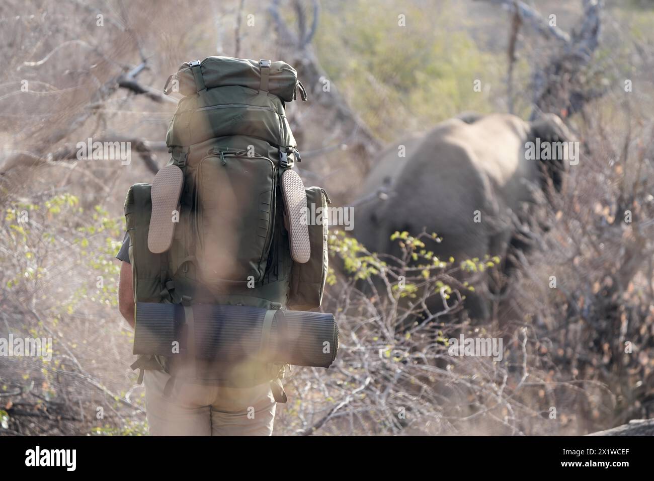 African man with african elephant hi-res stock photography and images ...