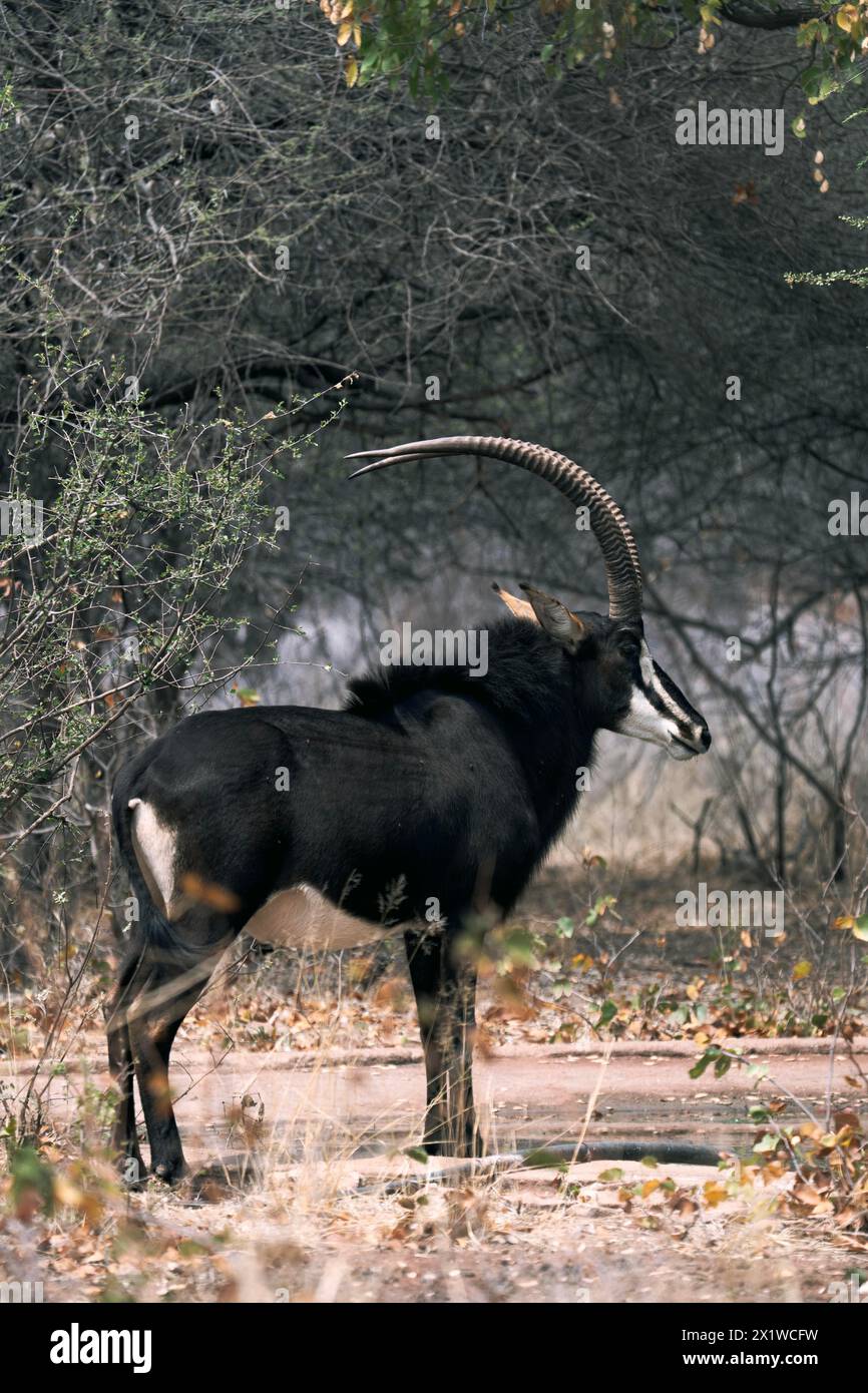 Sable antelope, South Africa Stock Photo - Alamy