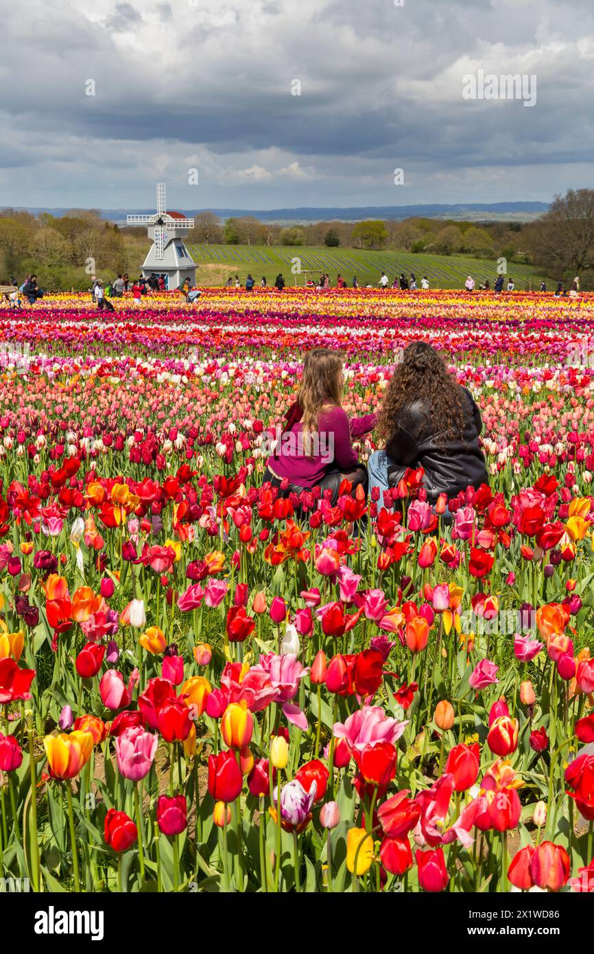 Visitors by windmill in tulip field tulip fields, Tulleys Tulip Fest at ...