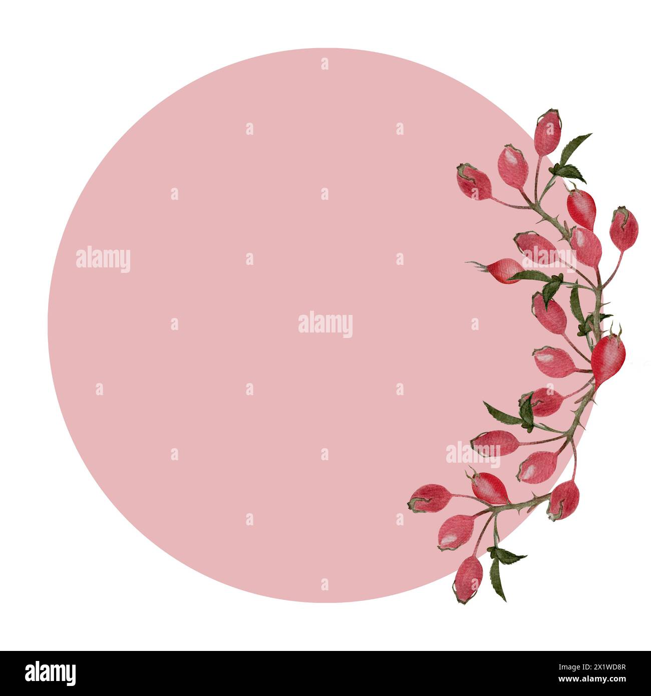 Rose hip sprig watercolor pink round frame isolated on white. Hand ...