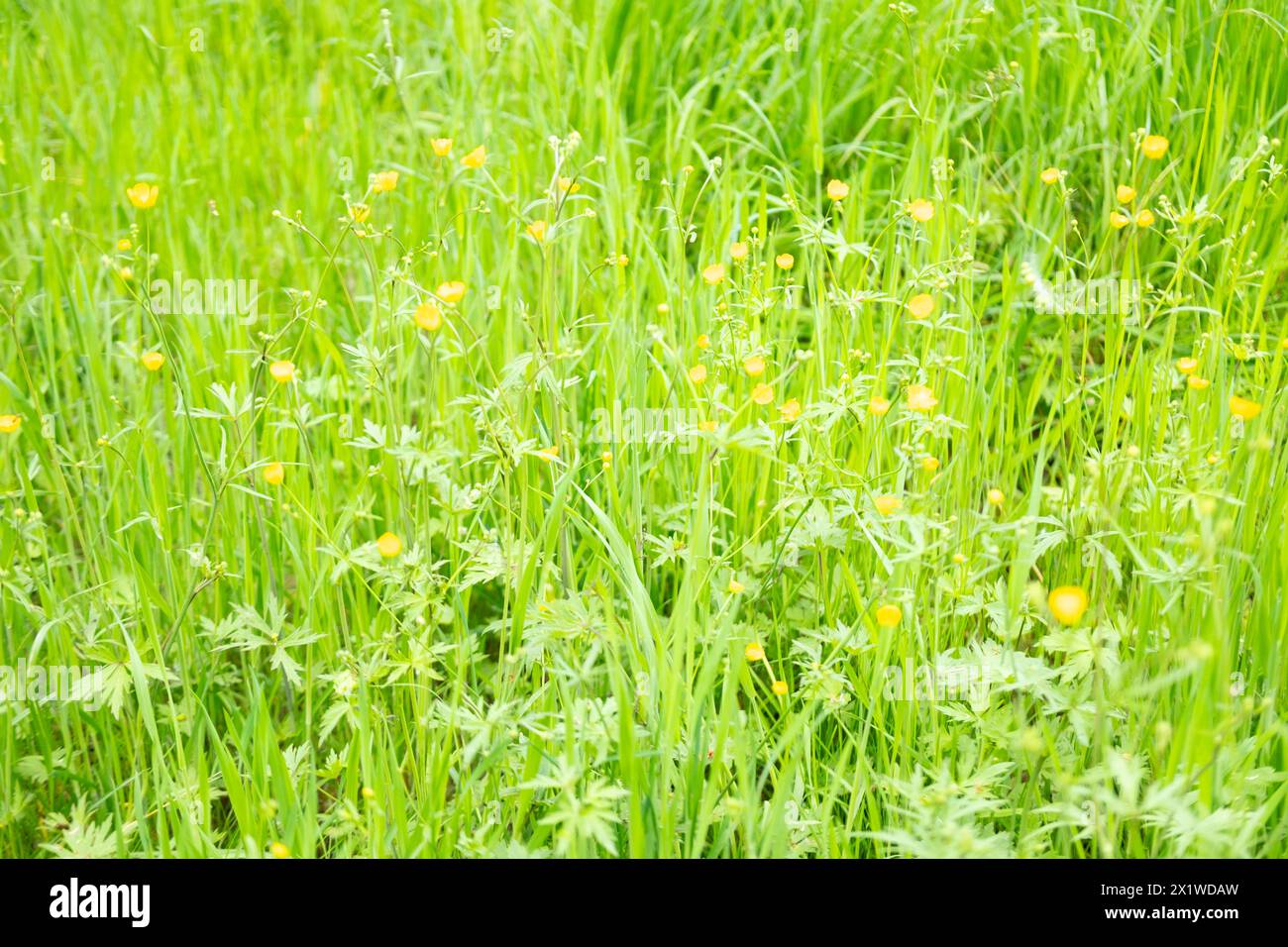 green fresh spring grass swaying, flutter in strong wind, stormy ...
