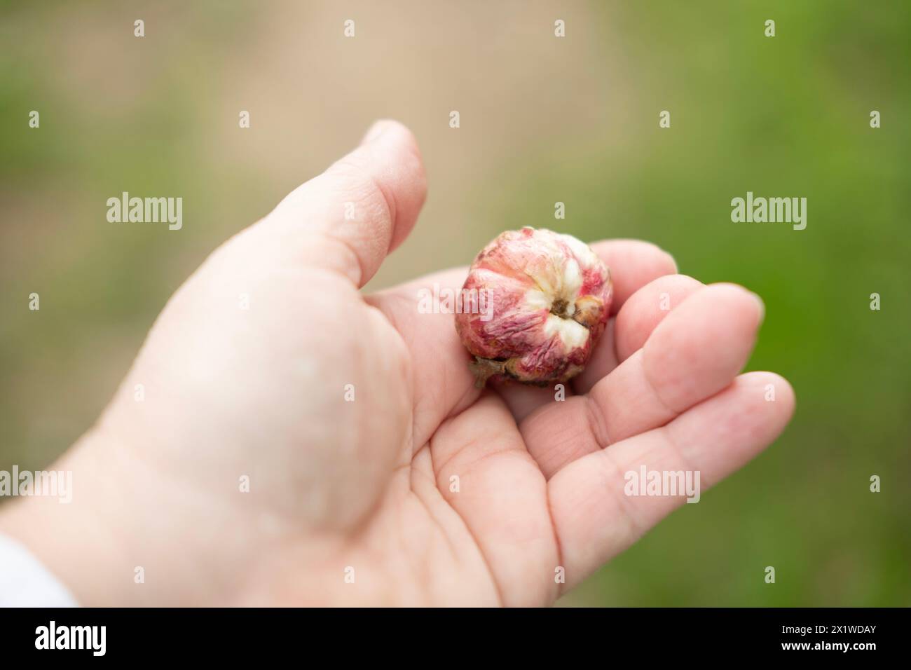 Nature enthusiast holding Oak apple, gall against lush greenery caused ...