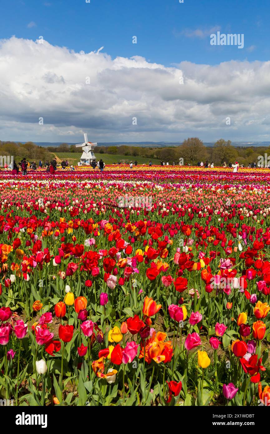 Visitors by windmill in tulip field tulip fields, Tulleys Tulip Fest at ...
