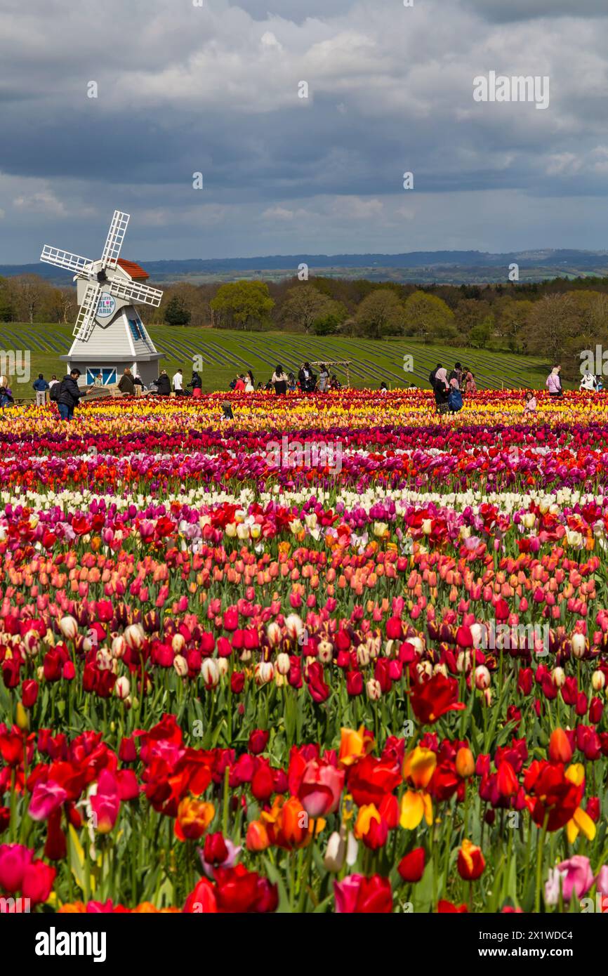 Visitors by windmill in tulip field tulip fields, Tulleys Tulip Fest at ...