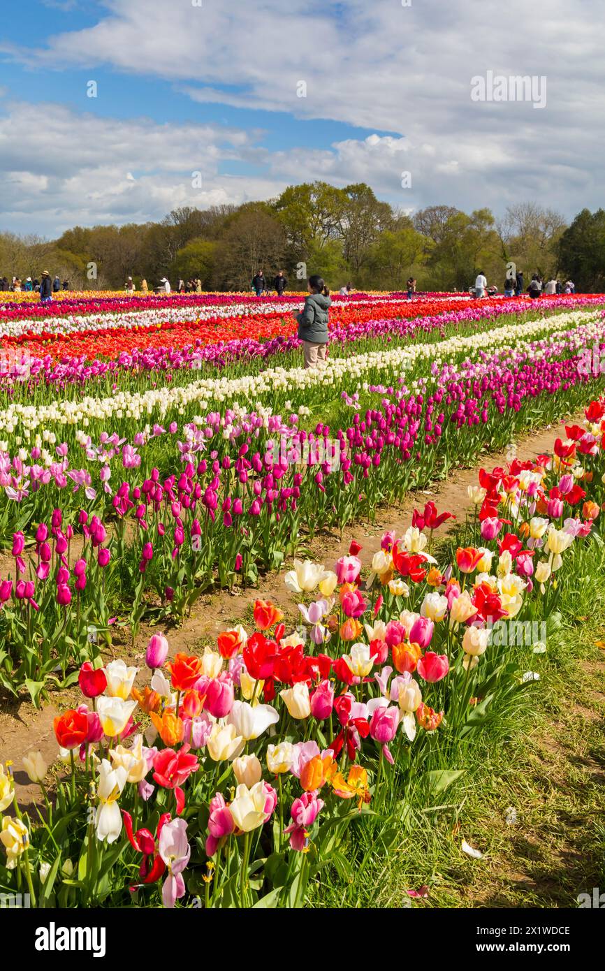 Visitors wander in tulip field tulip fields, Tulip Fest at Tulleys Farm ...