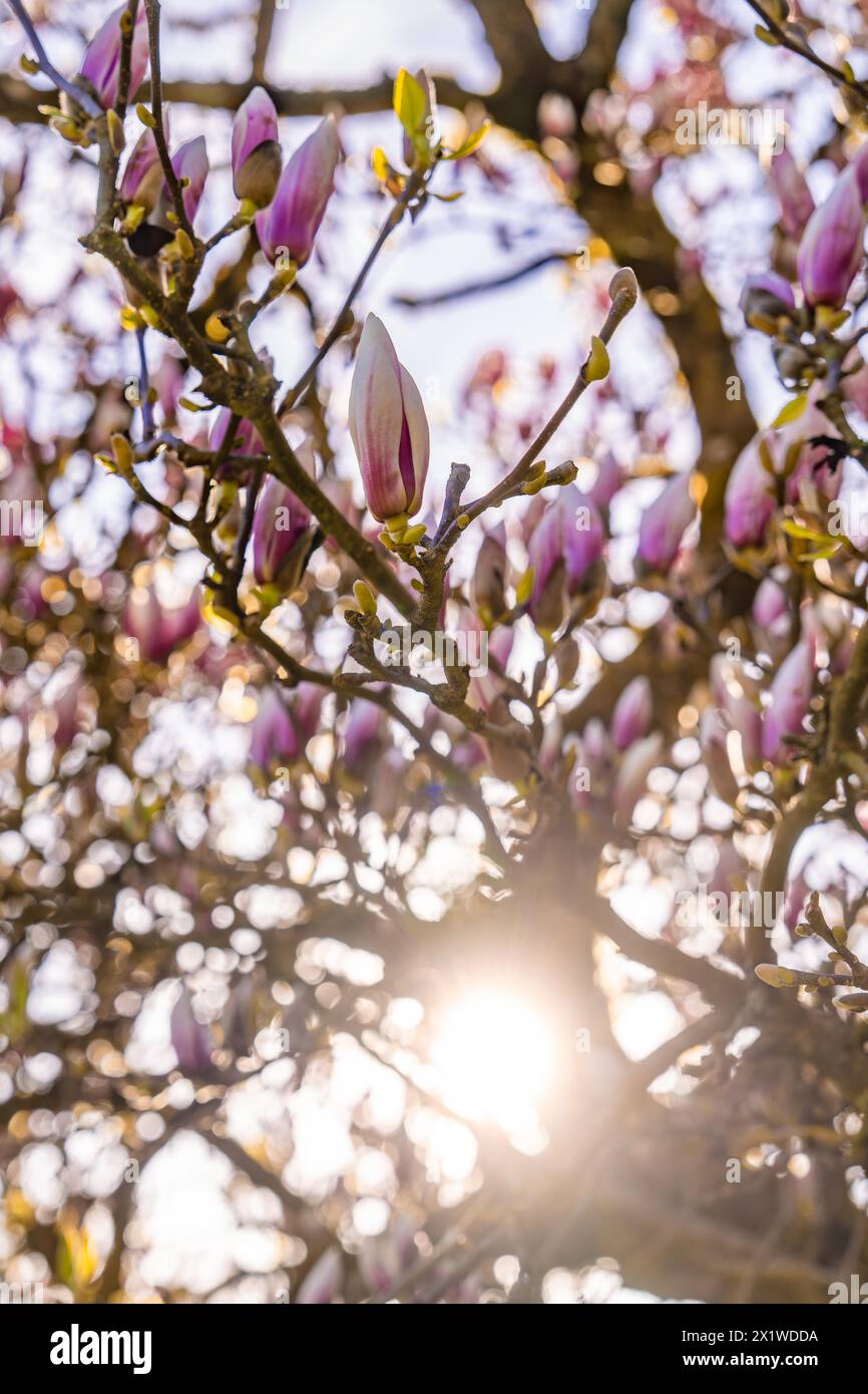 Magnolia buds on a tree in the penetrating sunlight, spring, Calw ...