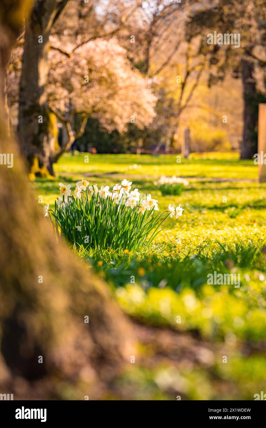 A clump of daffodils at the edge of a path with trees under spring-like ...