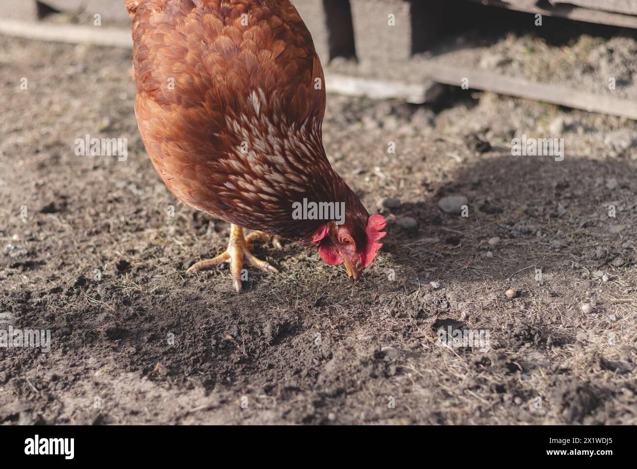 Domestic chicken with brown and white feathers running around the yard ...