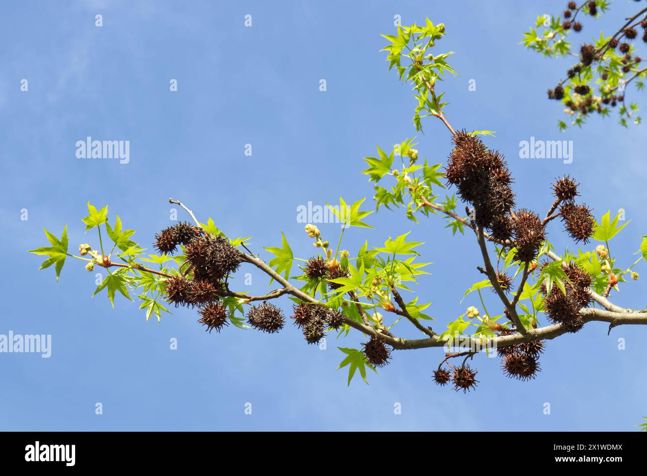 Branch of the American sweetgum tree, Liquidambar styraciflua, also ...