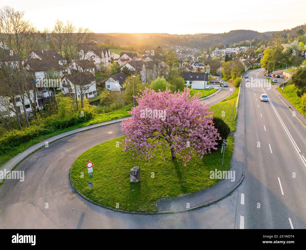 A blossoming tree in the middle of a roundabout in a suburban location ...