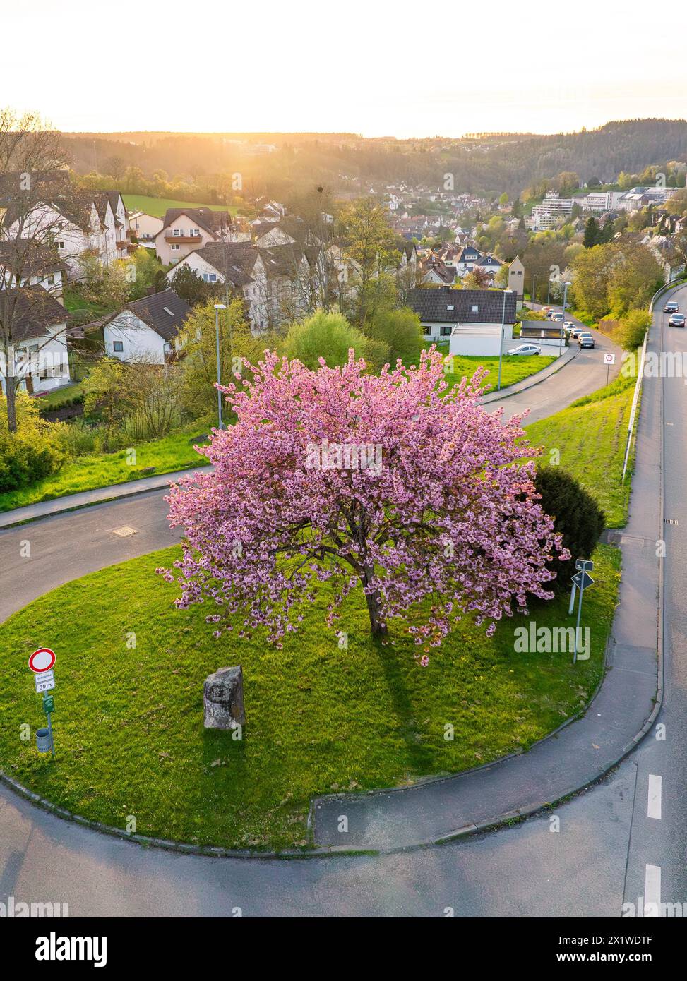 An aerial view of a blossoming tree in the centre of a roundabout in a ...
