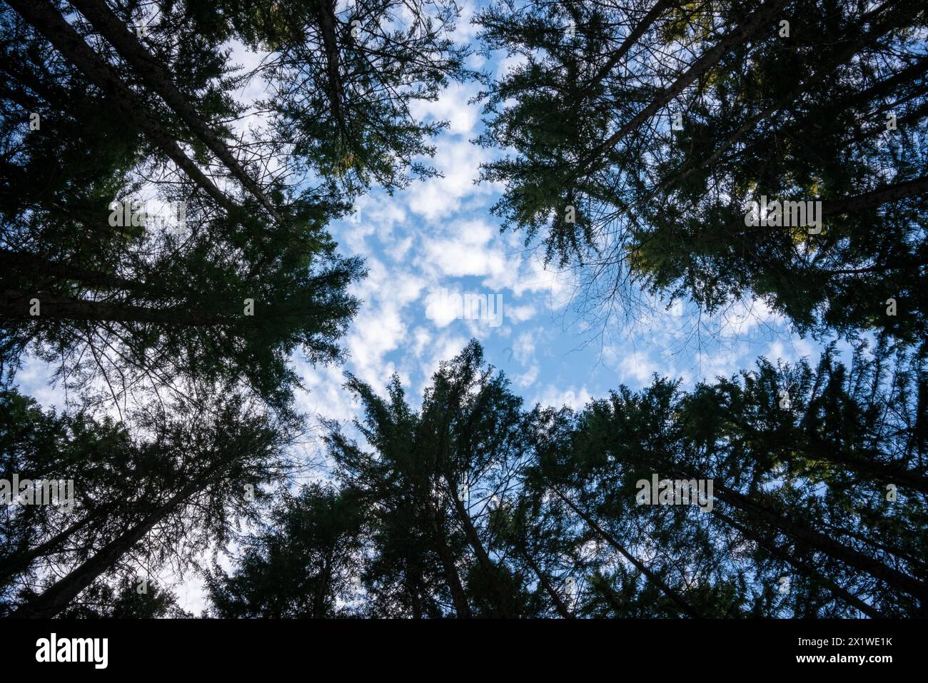 Beautiful forest lighting hi-res stock photography and images - Alamy