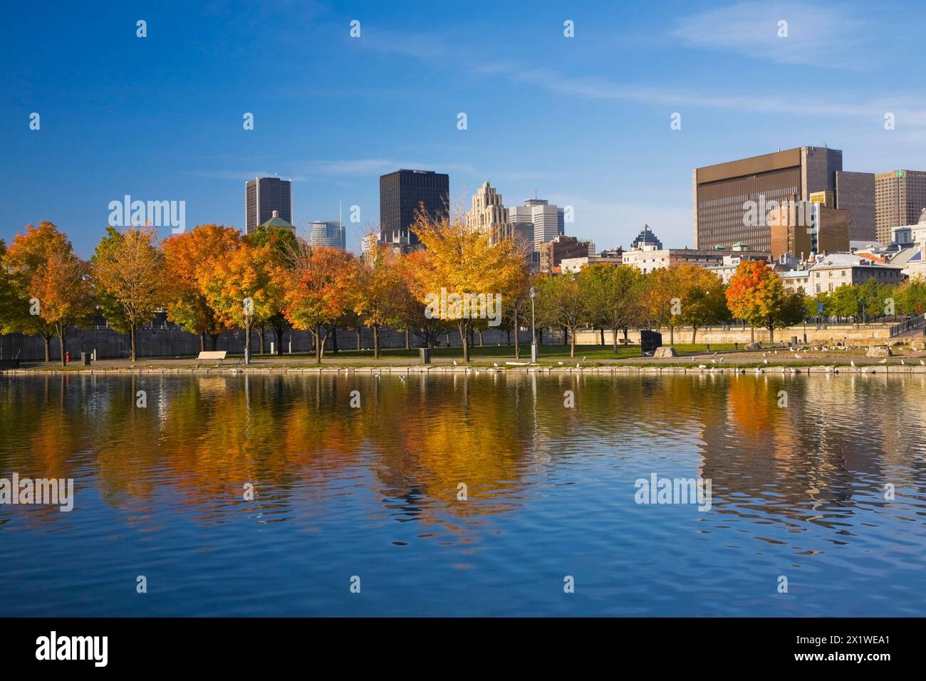Row of Acer, Maple trees with orange and yellow leaves and Montreal ...