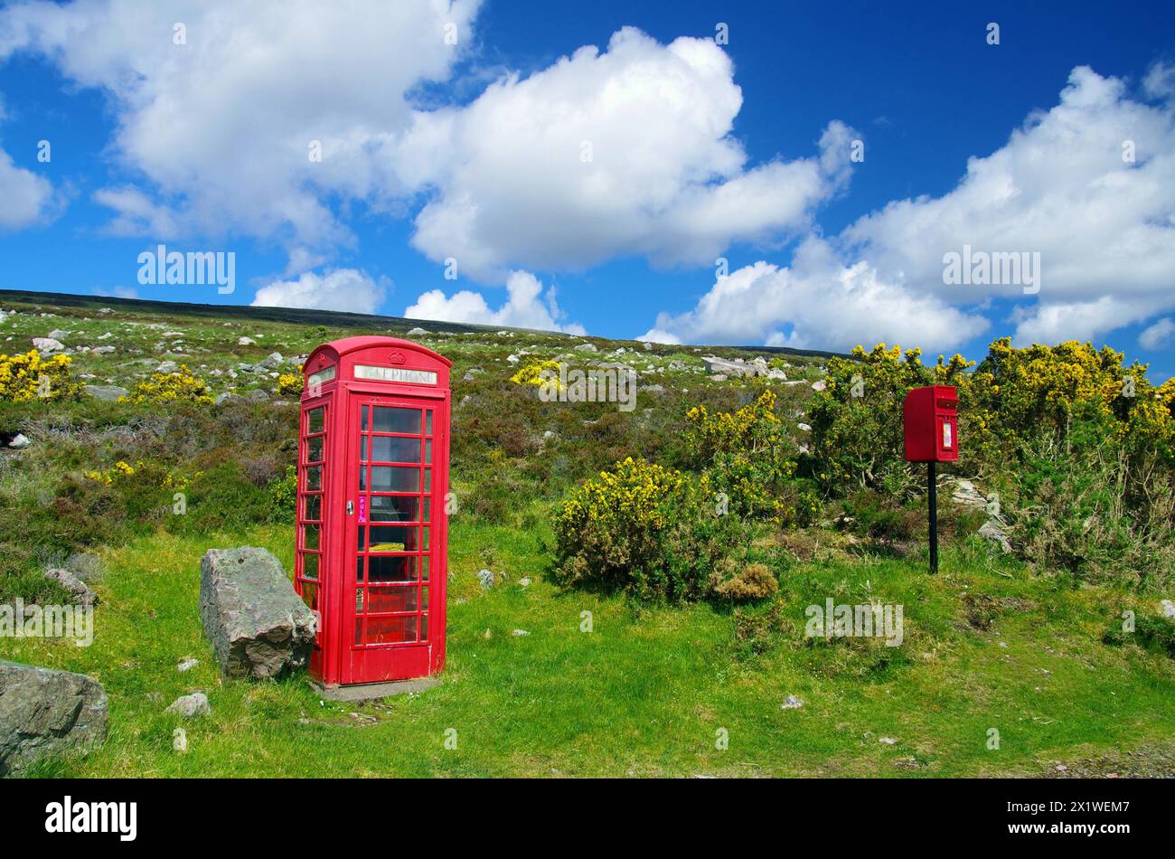 British telephone box and letterbox surrounded by flowering gorse ...