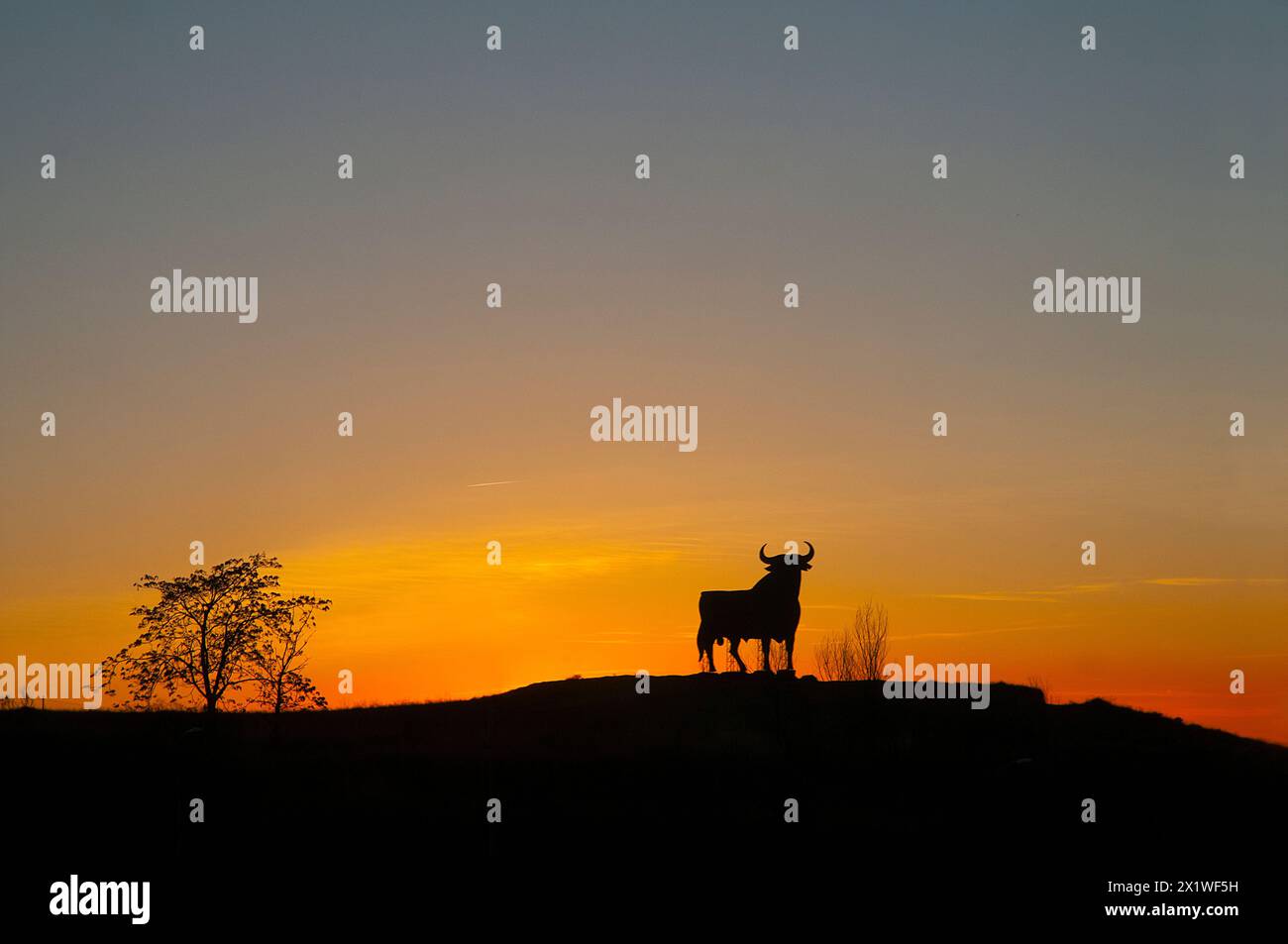 Icono de silueta de toro hi-res stock photography and images - Alamy