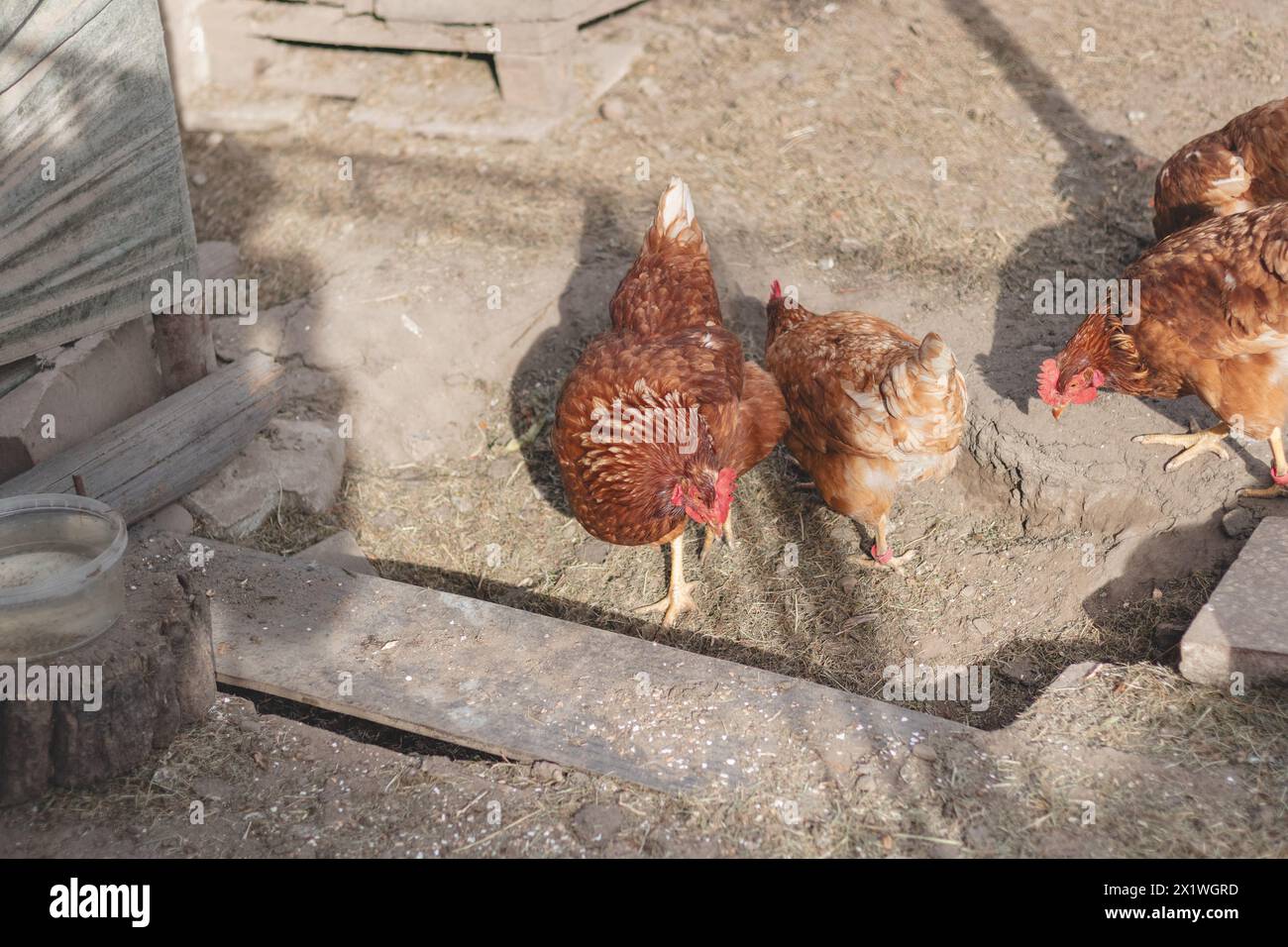 Domestic chicken with brown and white feathers running around the yard ...