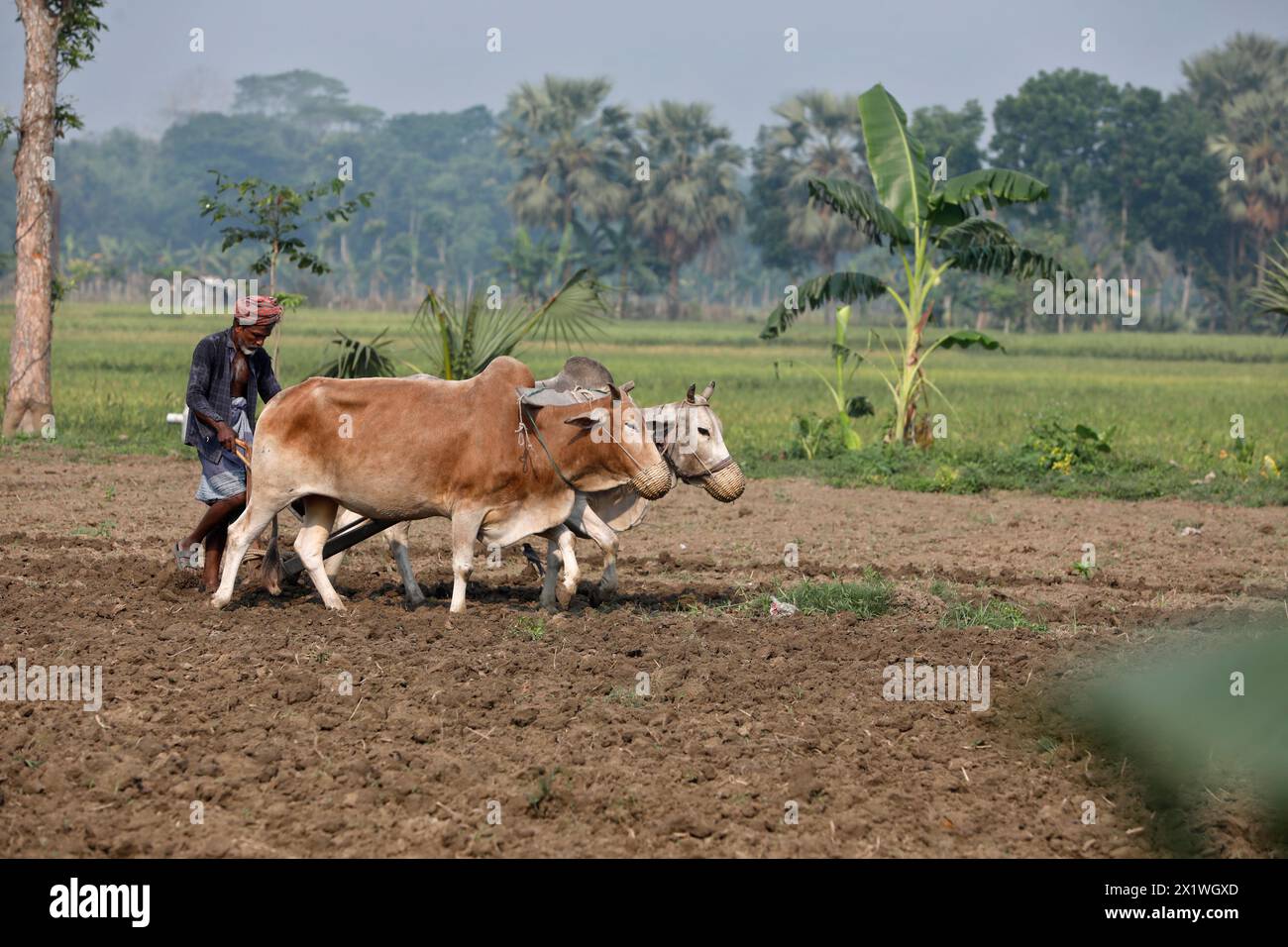 Satkhira, Bangladesh - April 15, 2024: A farmer is plowing with cows in ...