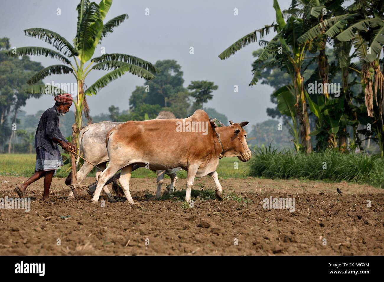 Satkhira, Bangladesh - April 15, 2024: A farmer is plowing with cows in ...
