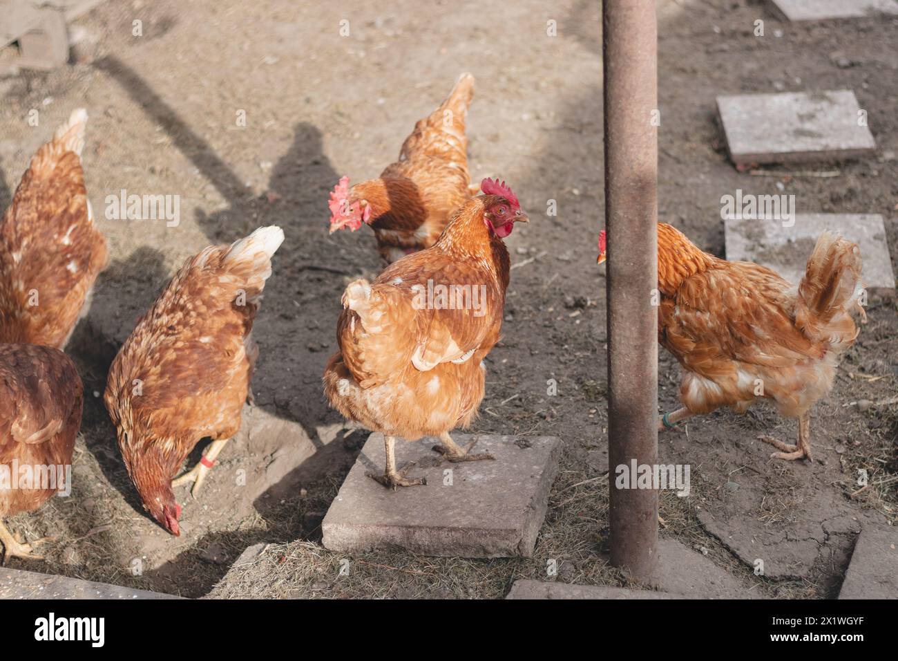 Domestic chicken with brown and white feathers running around the yard ...