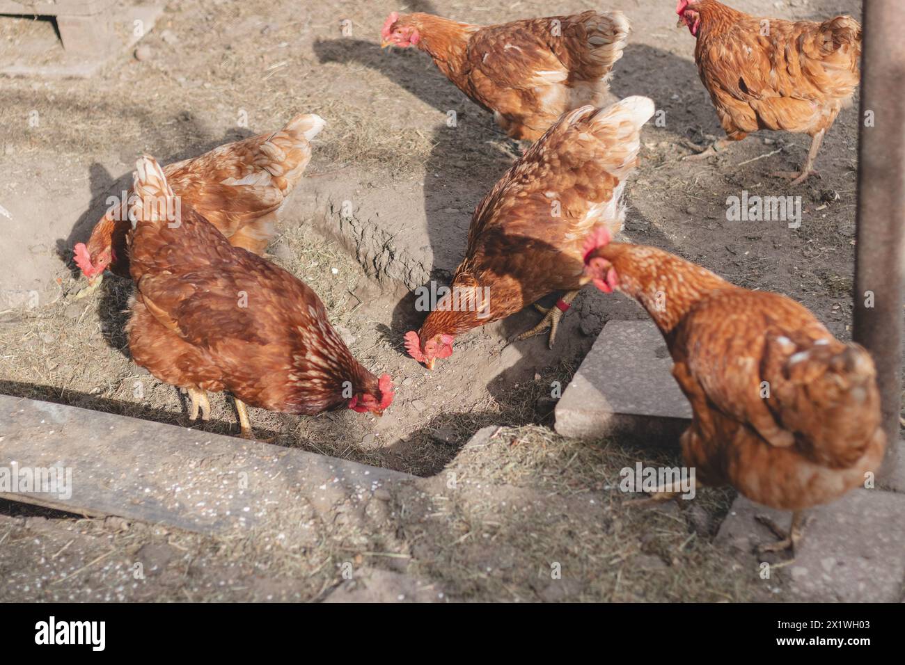 Domestic chicken with brown and white feathers running around the yard ...