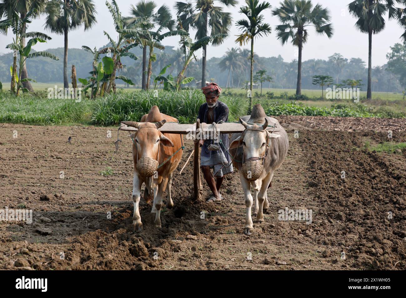Satkhira, Bangladesh - April 15, 2024: A farmer is plowing with cows in ...