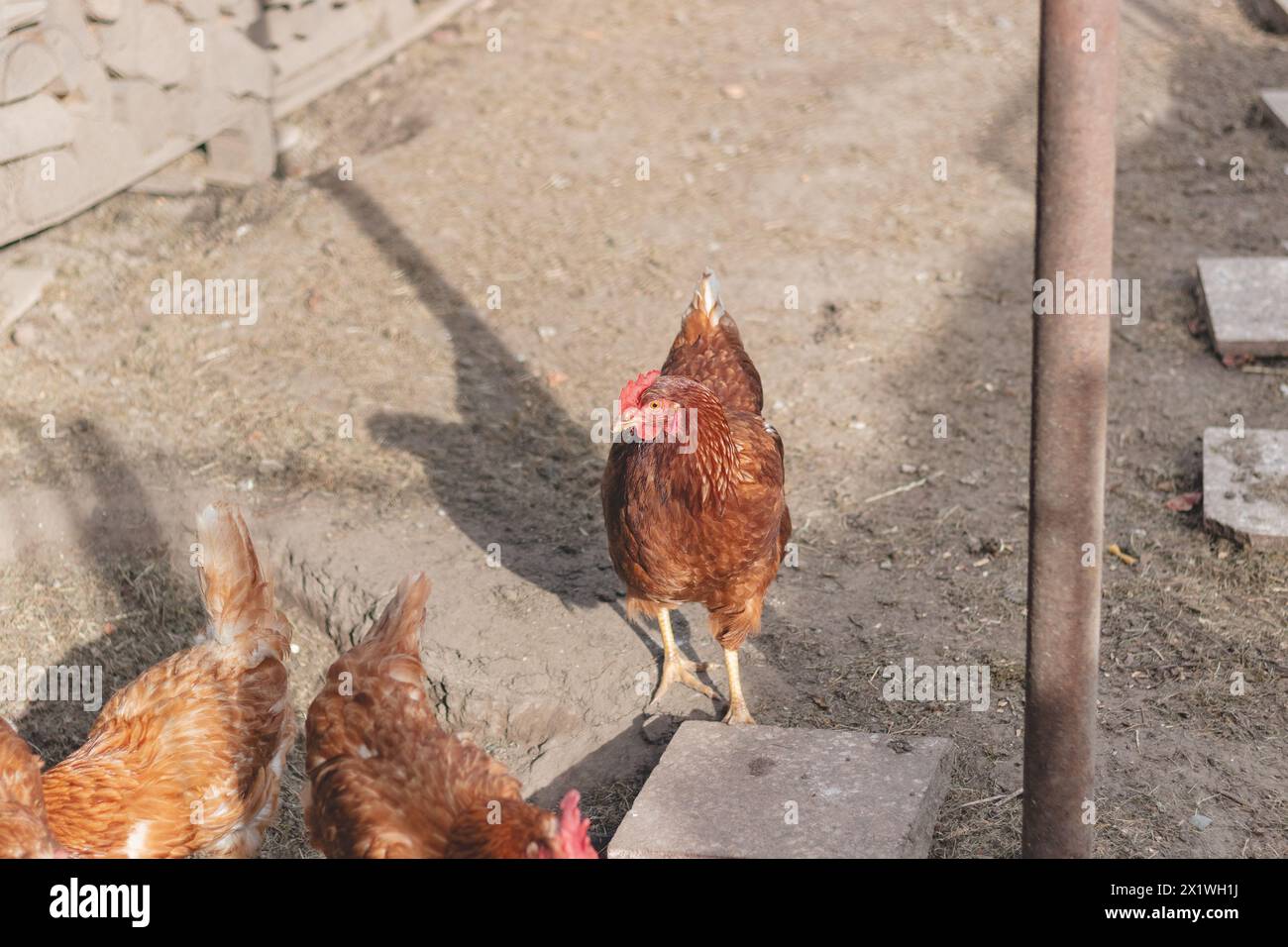 Domestic chicken with brown and white feathers running around the yard ...