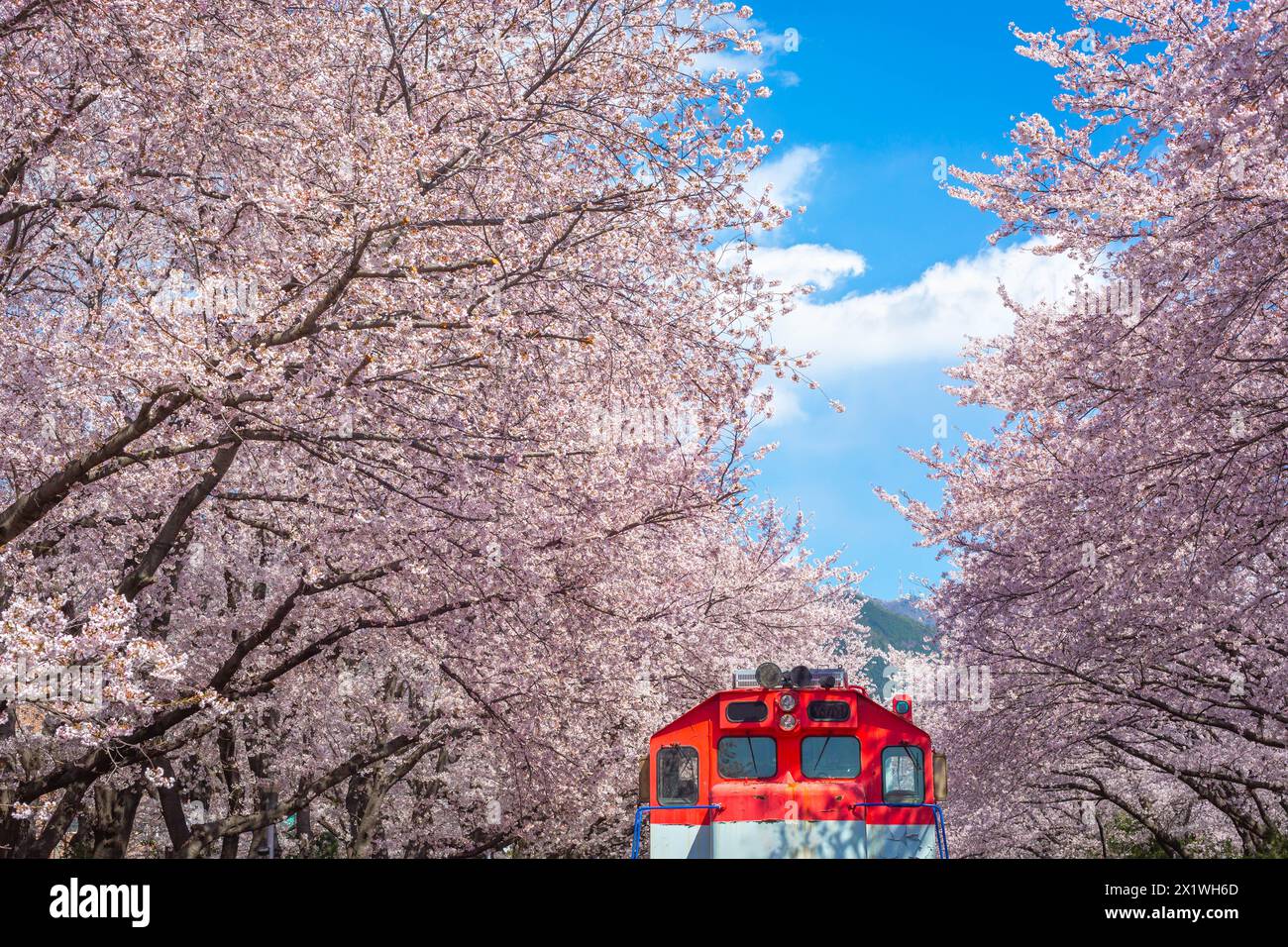 Cherry blossom and train in spring in Korea is the popular cherry ...