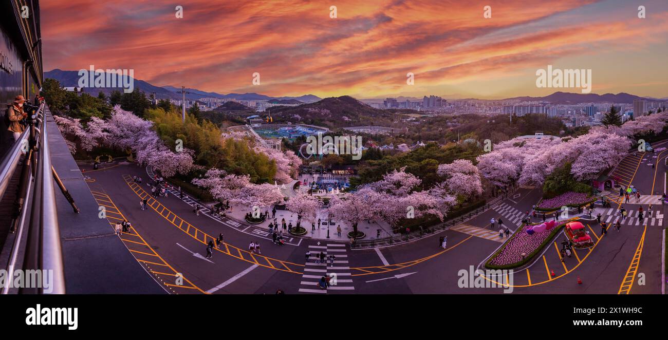 Panorama Cherry blossoms blooming in spring at E-World 83 Tower a ...