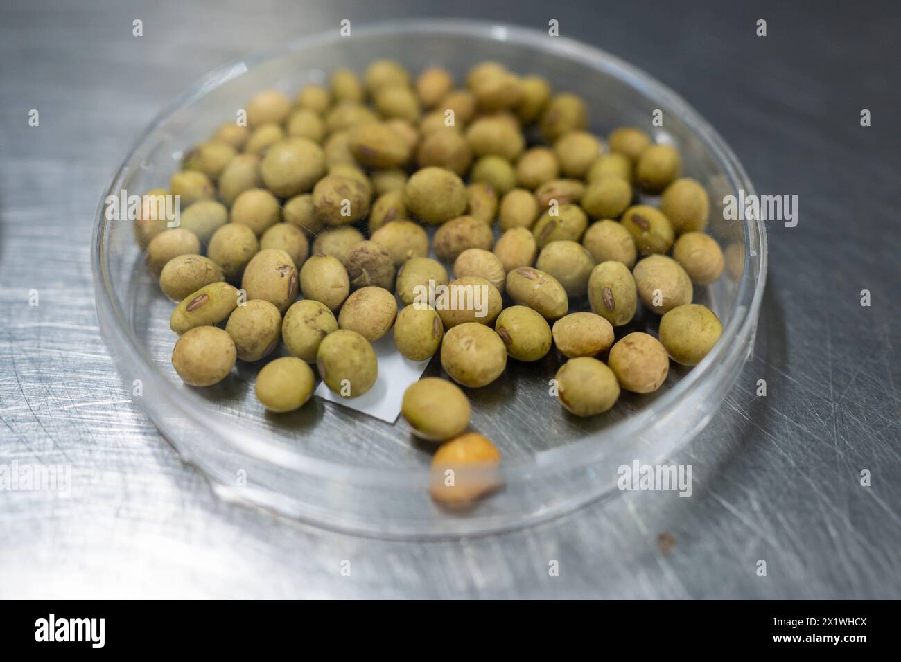 Samples in box of new legumes and vegetables seeds varieties in seed ...