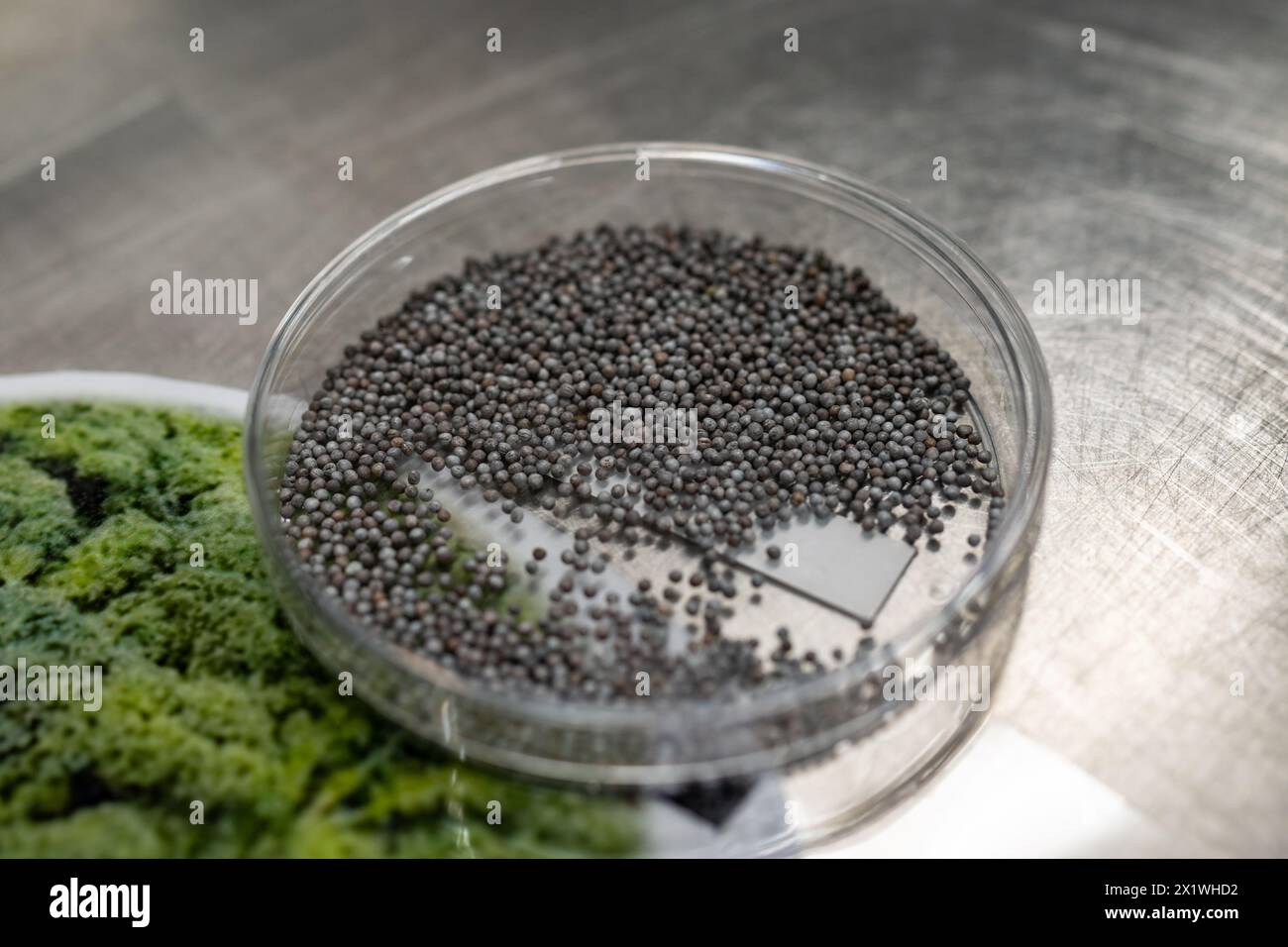 Samples in box of new legumes and vegetables seeds varieties in seed ...