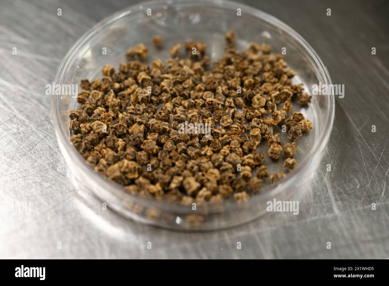 Samples in box of new legumes and vegetables seeds varieties in seed ...