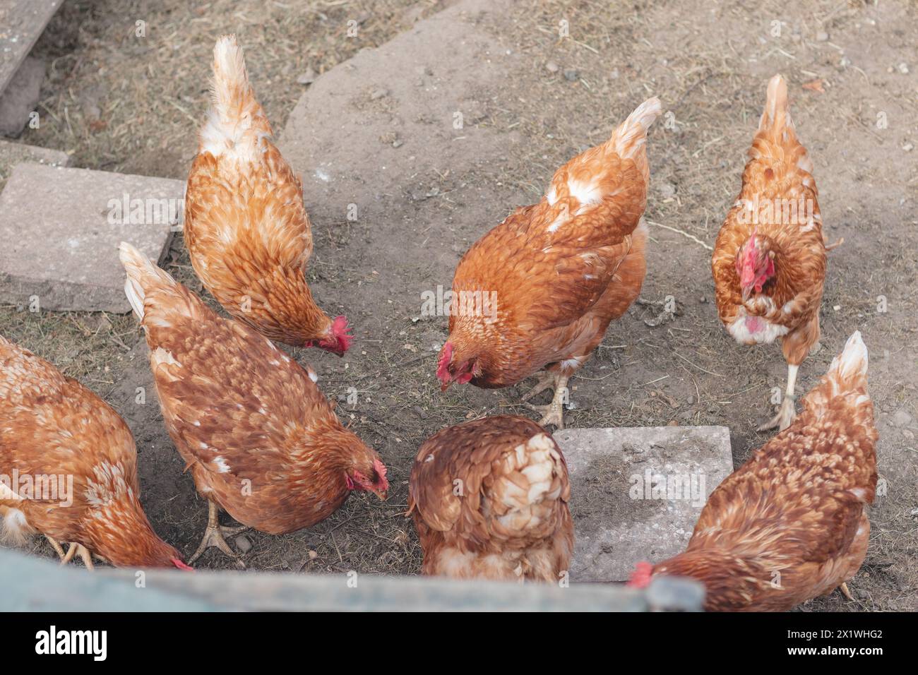Domestic chicken with brown and white feathers running around the yard ...
