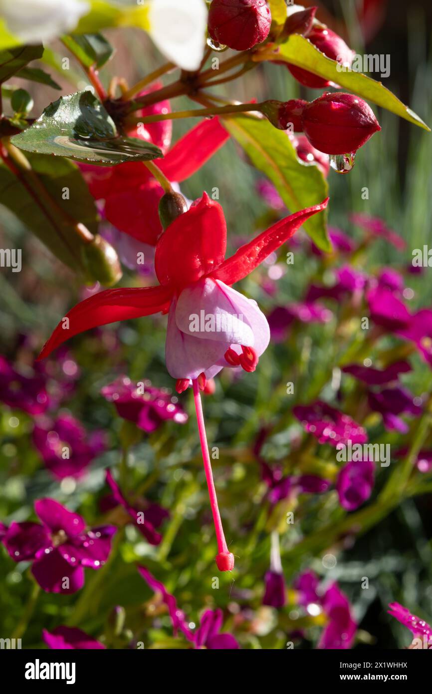 Colorful flowers of fuchsia magellanica flowers in spring garden after ...